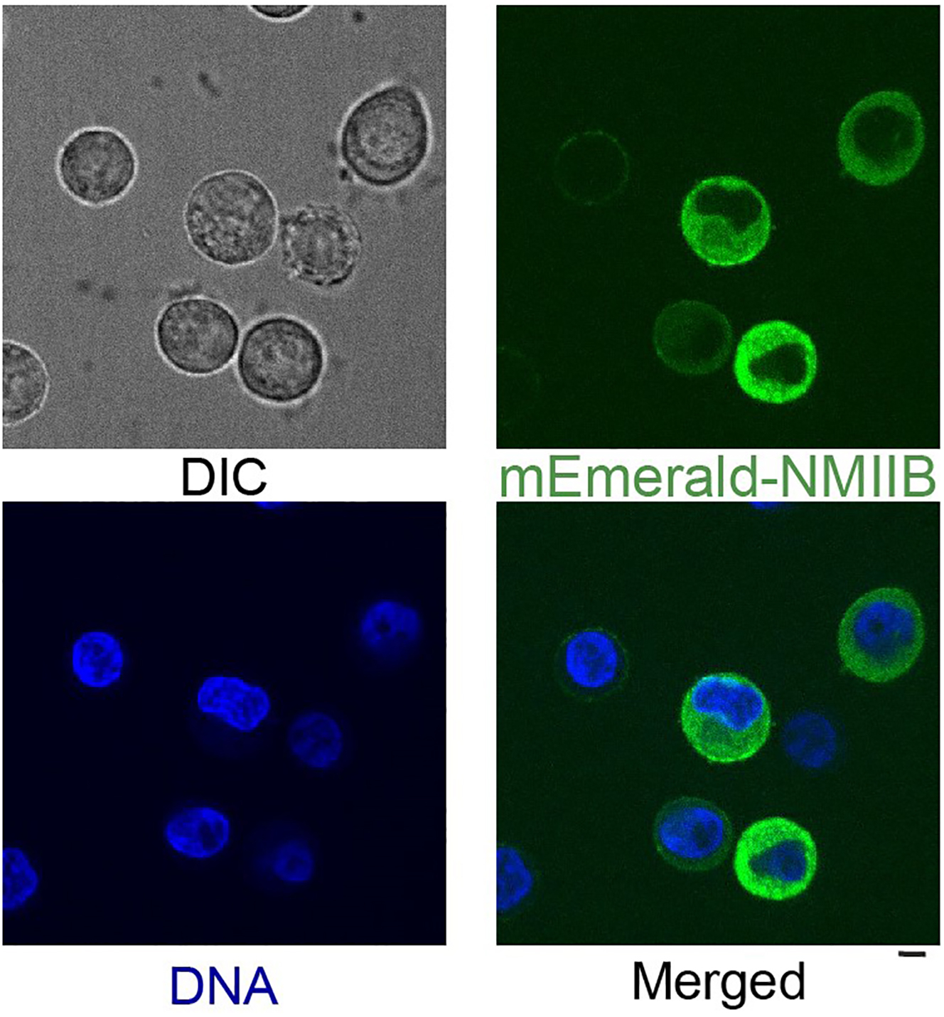Cell Press: STAR Protocols