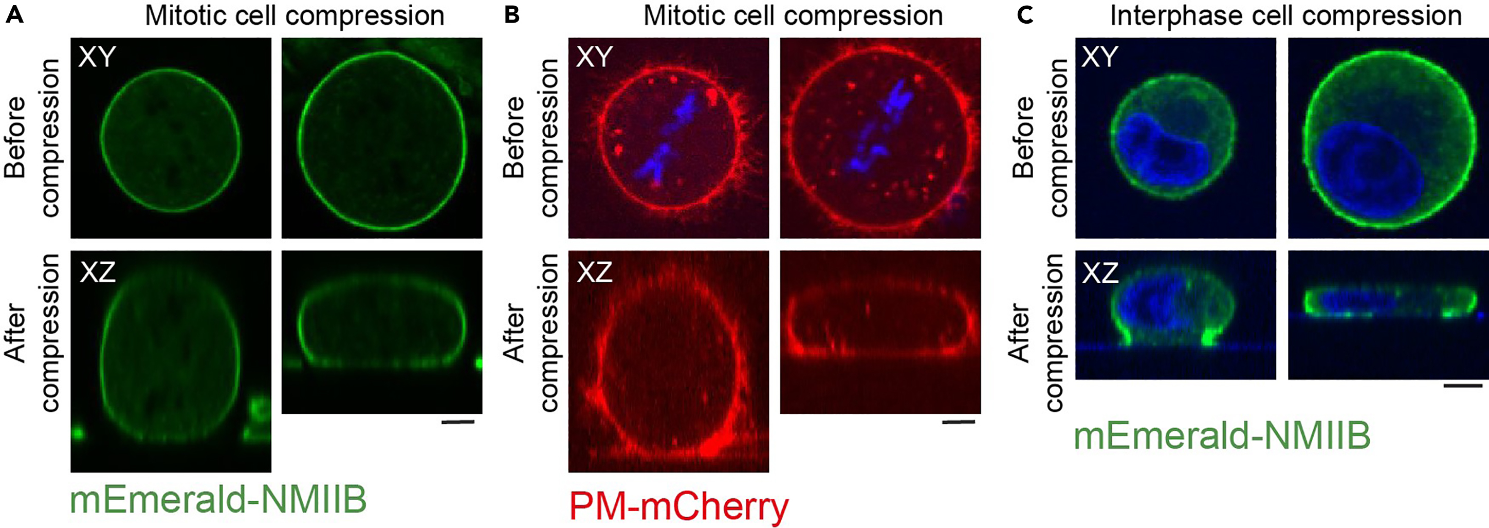 Cell Press: STAR Protocols