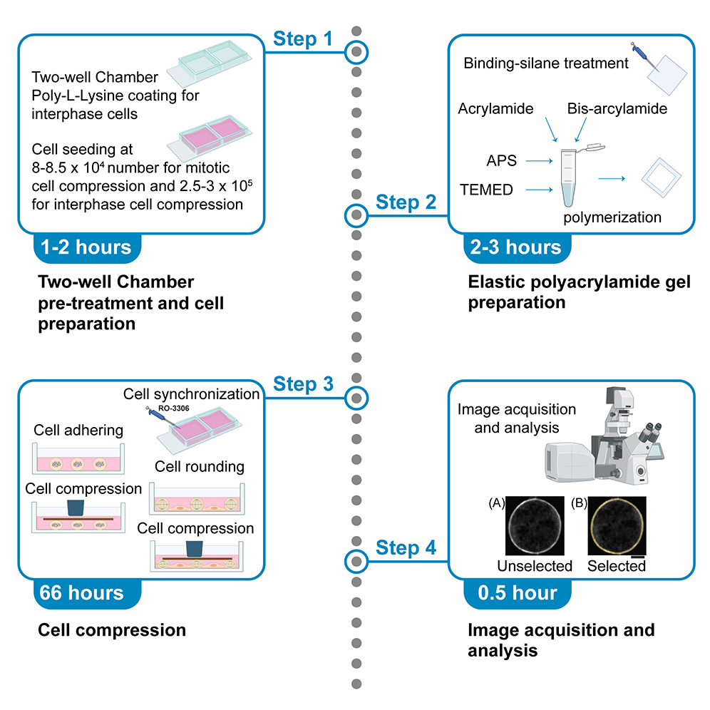Cell Press: STAR Protocols