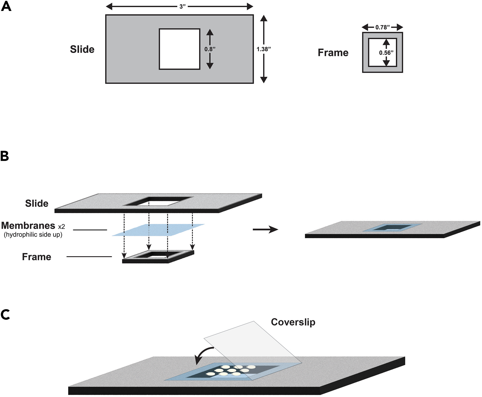 Cell Press: STAR Protocols