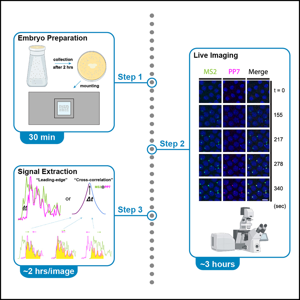 Cell Press: STAR Protocols