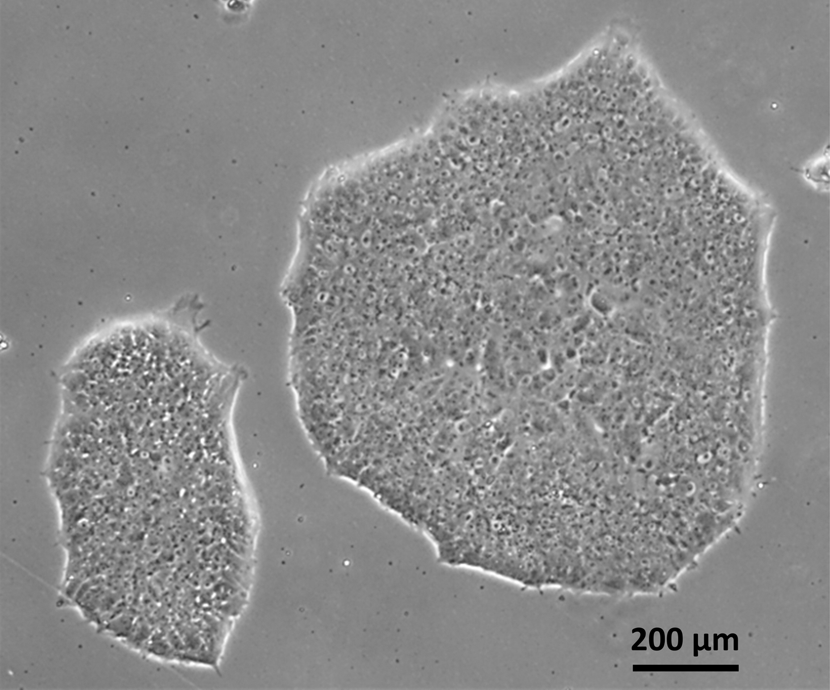 Cell Press: STAR Protocols