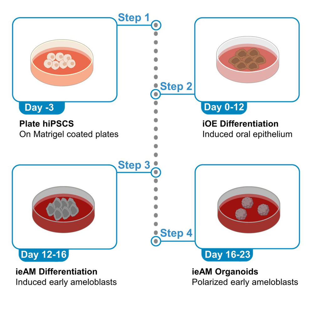 Cell Press: STAR Protocols