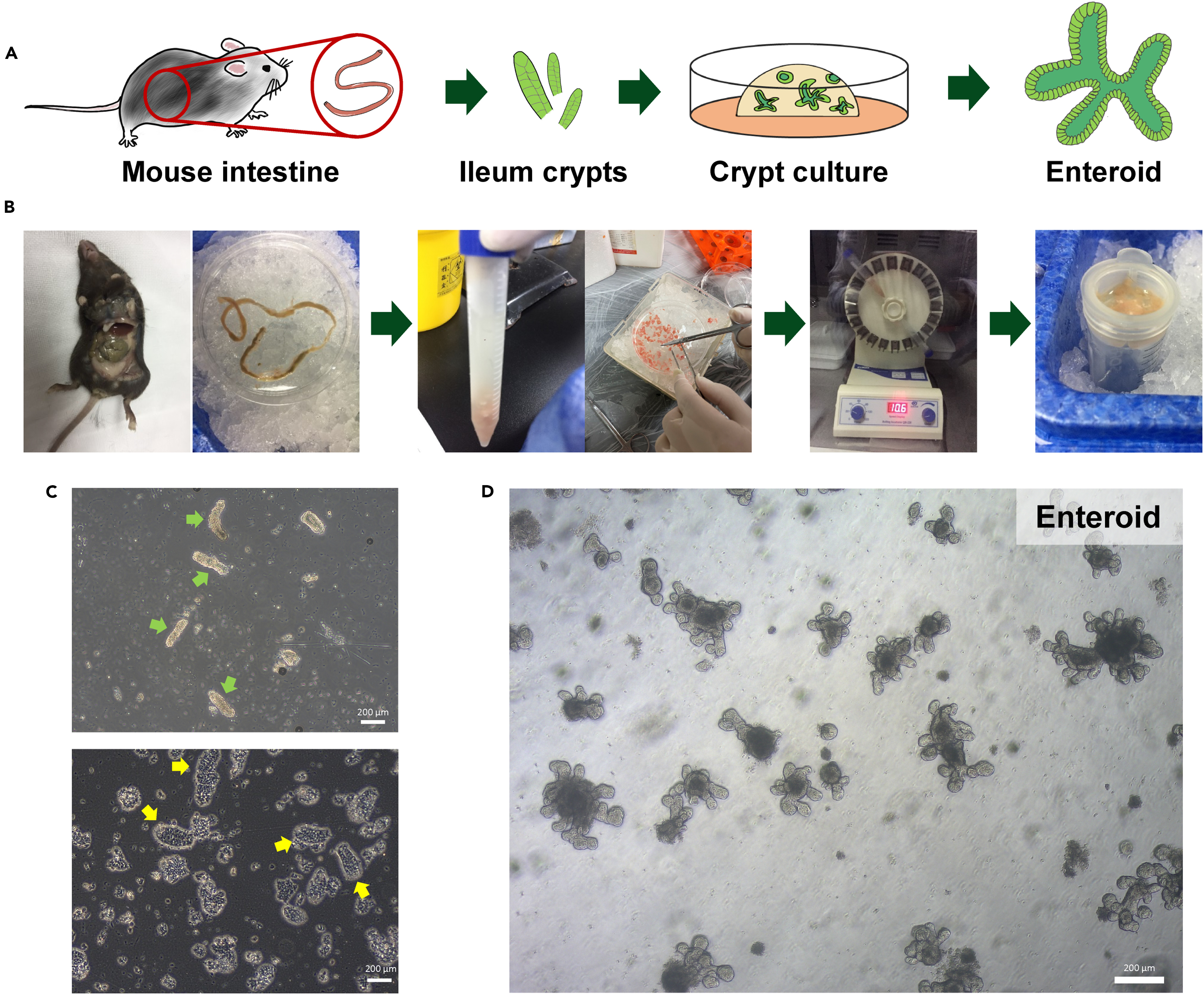 Cell Press: STAR Protocols