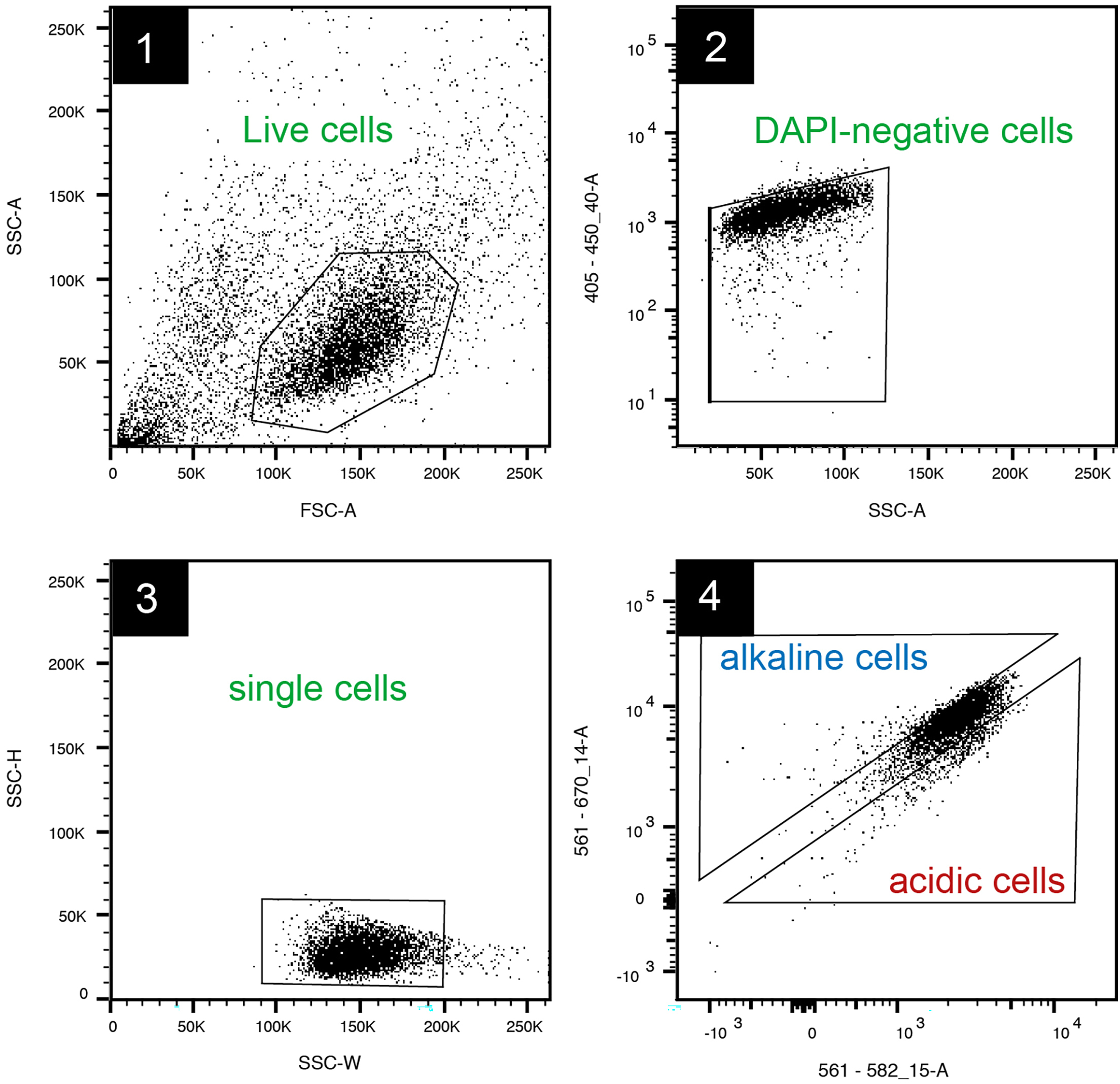 Cell Press: STAR Protocols