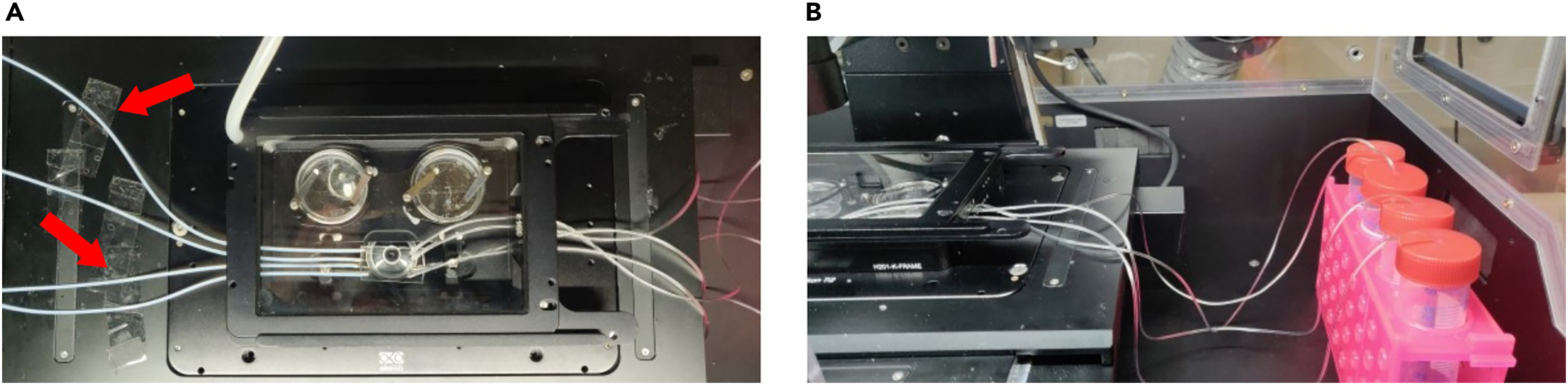 Cell Press: STAR Protocols