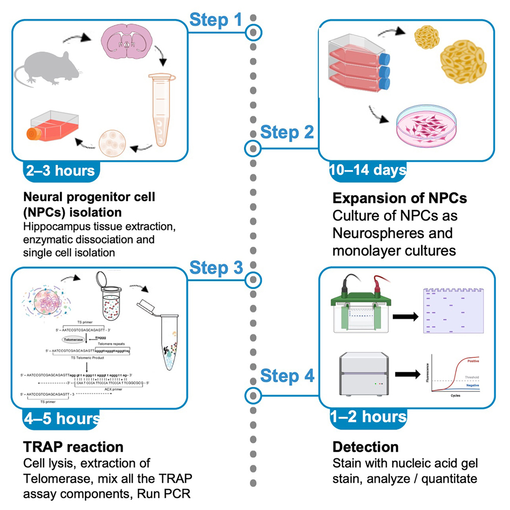Cell Press: STAR Protocols