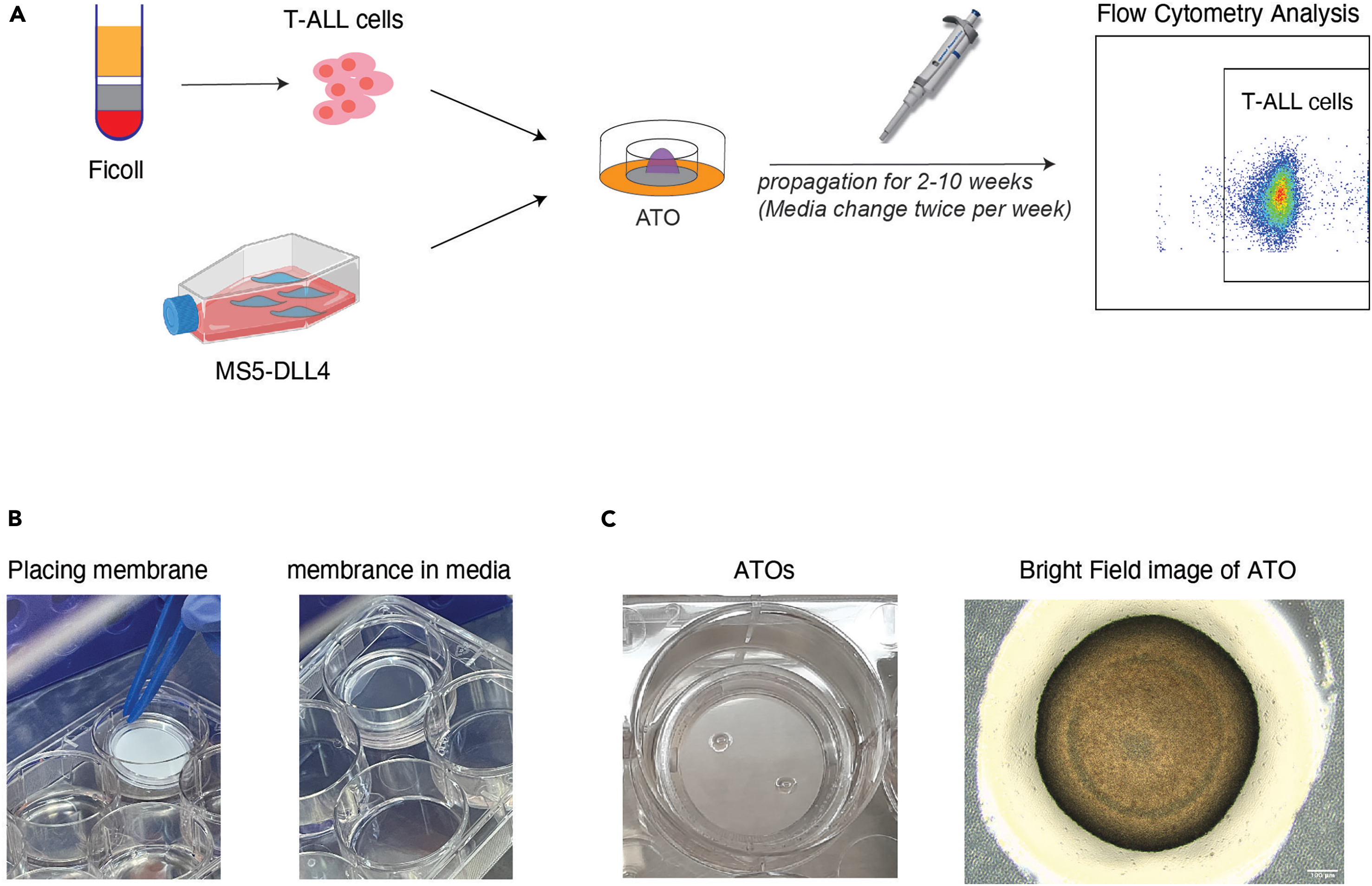 Cell Press: STAR Protocols