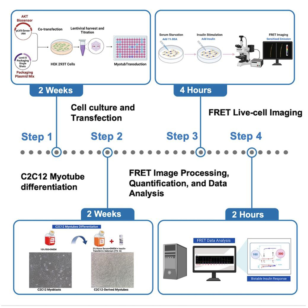 Cell Press: STAR Protocols