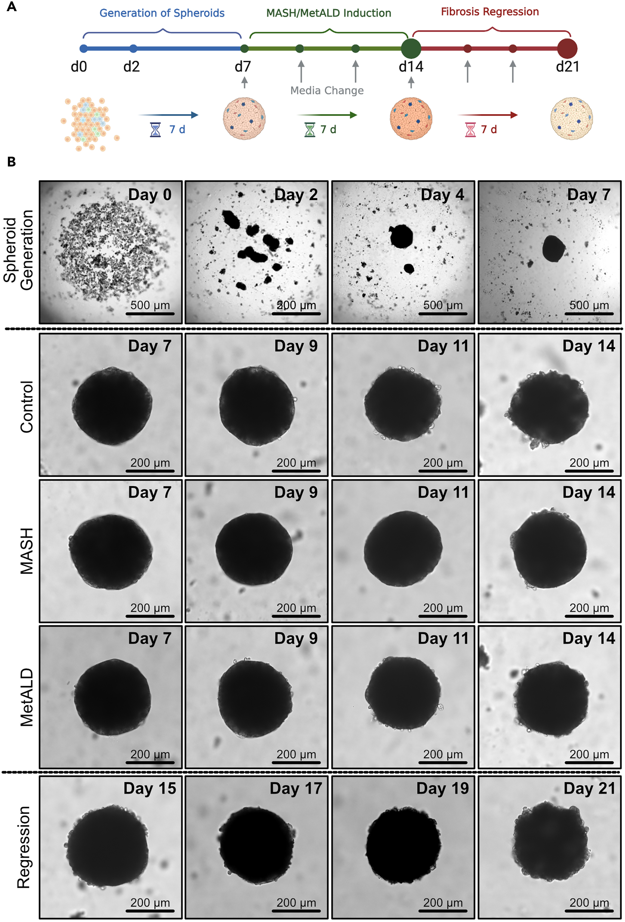 Cell Press: STAR Protocols