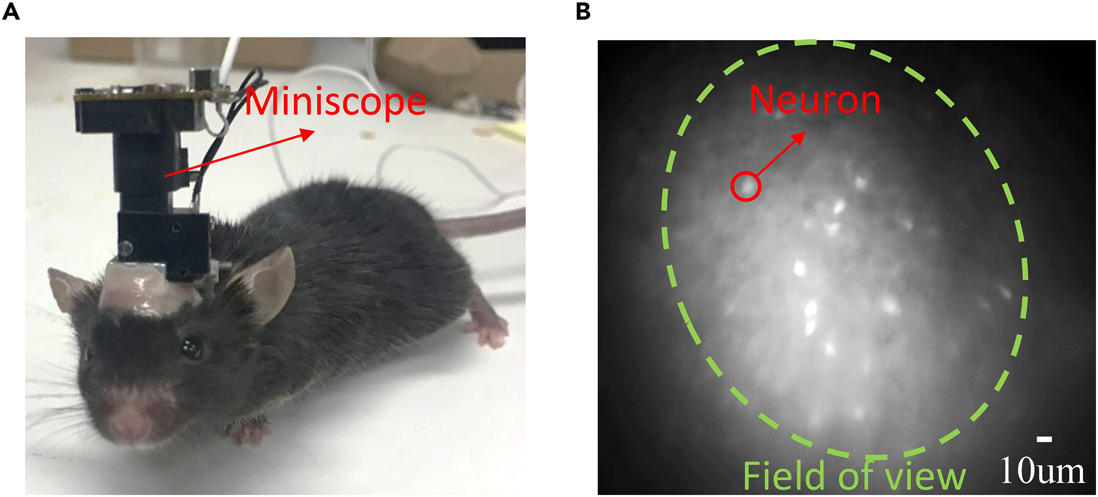 Cell Press: STAR Protocols