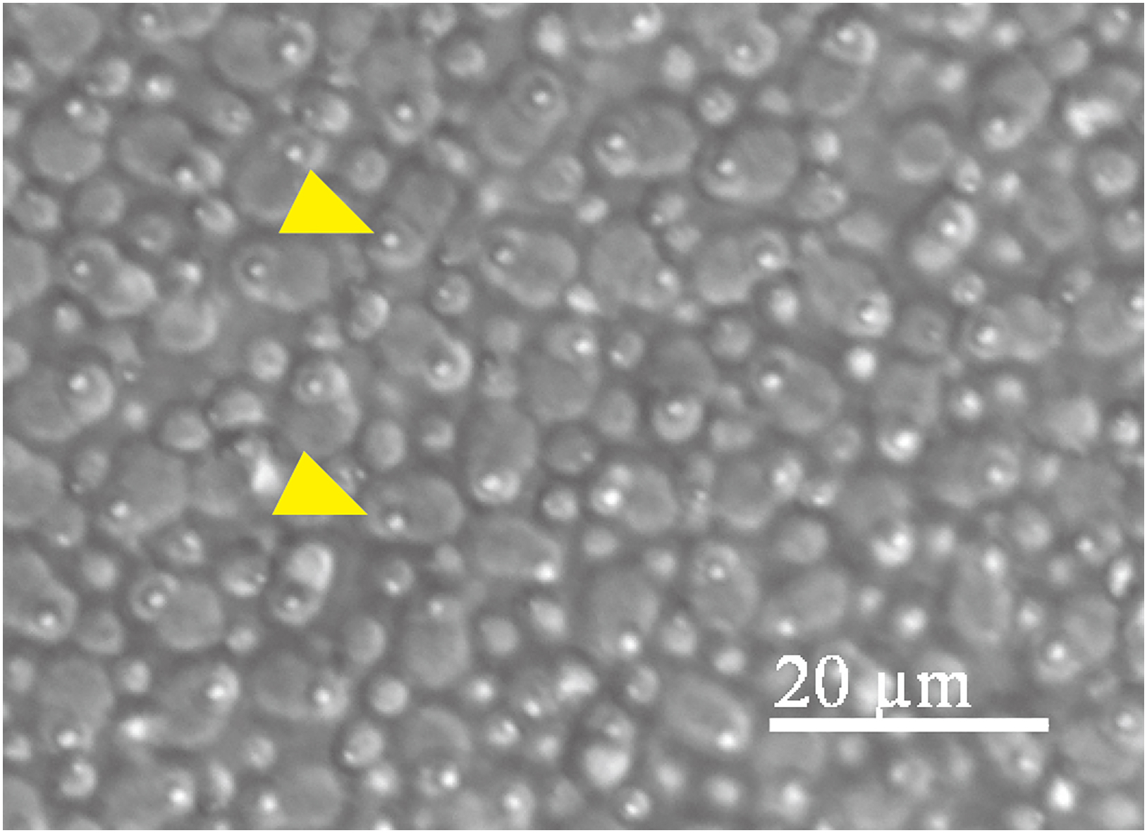 Cell Press: STAR Protocols