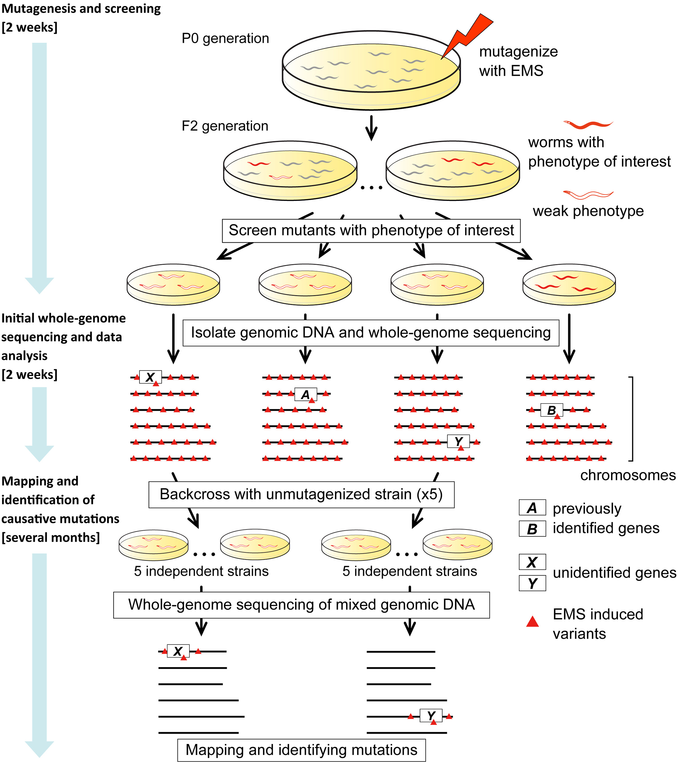 Cell Press: STAR Protocols