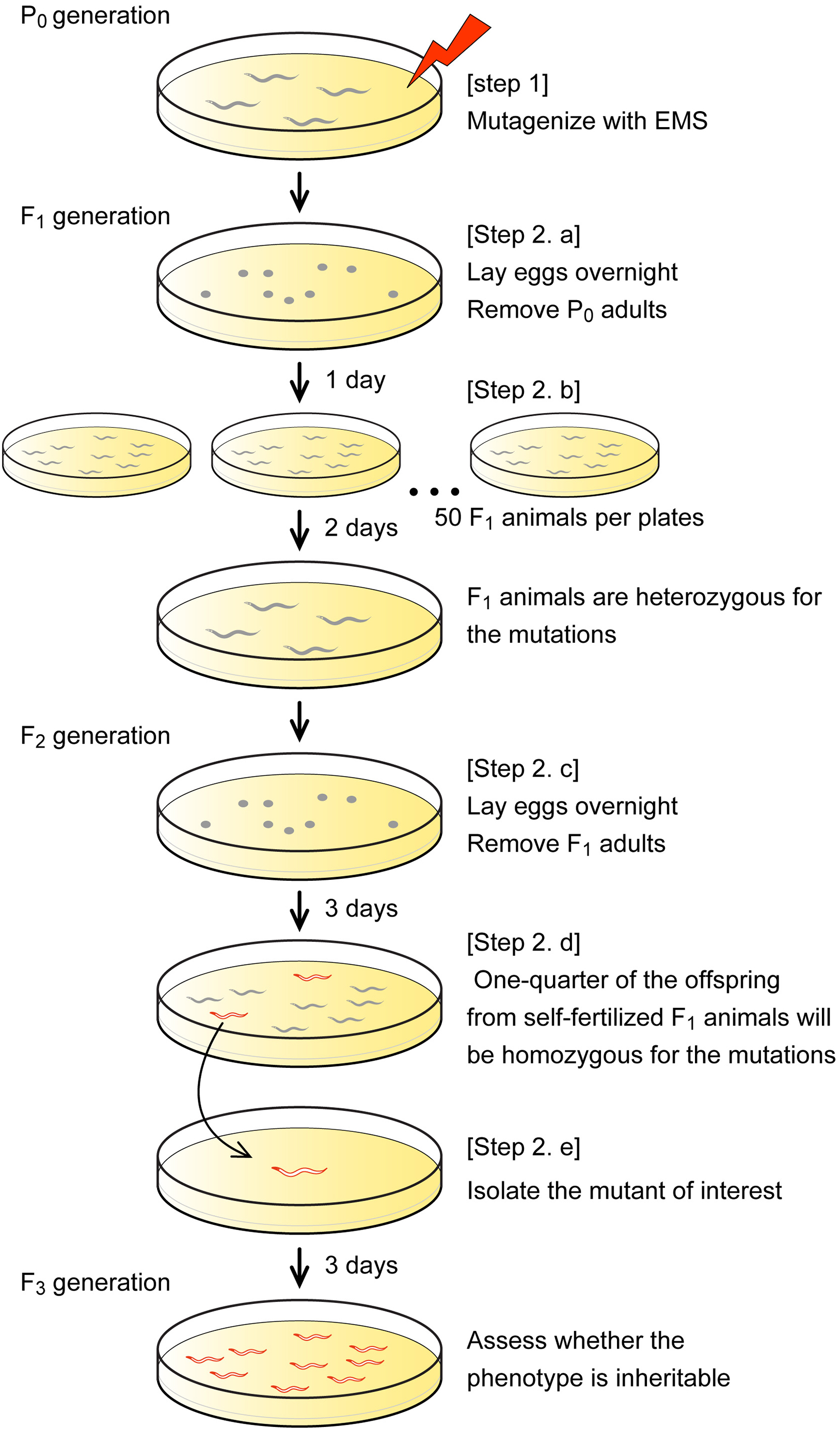 Cell Press: STAR Protocols