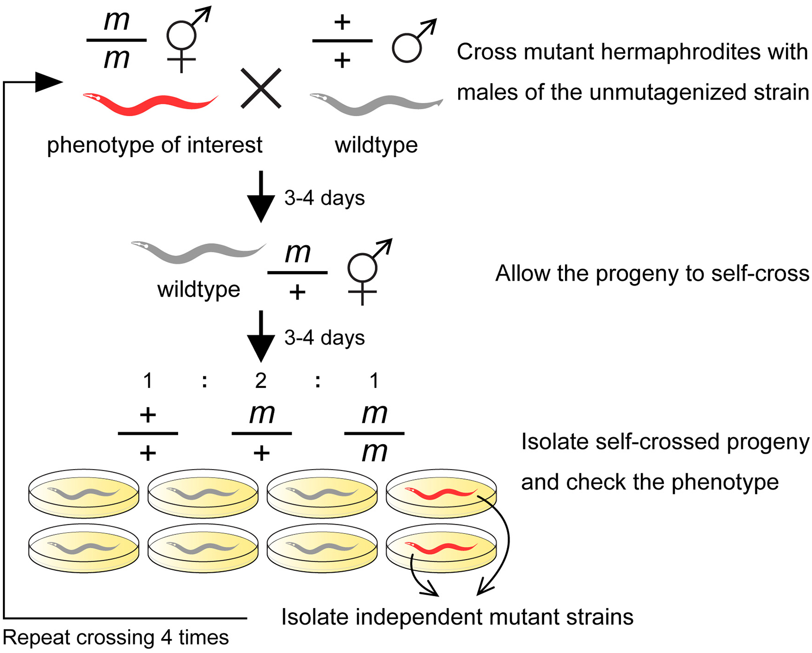 Cell Press: STAR Protocols