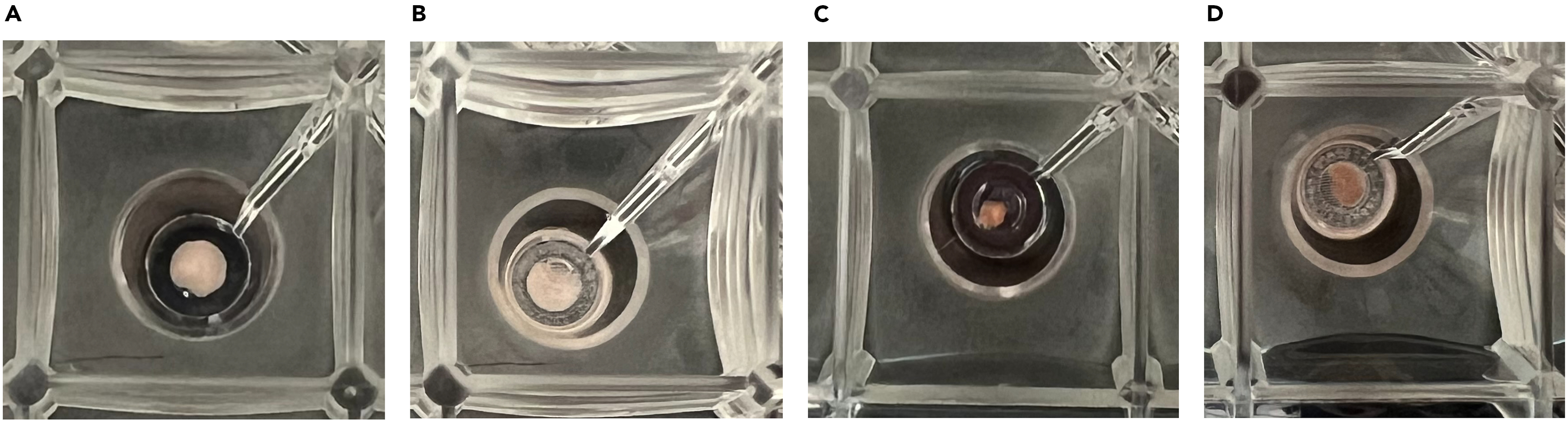 Cell Press: STAR Protocols