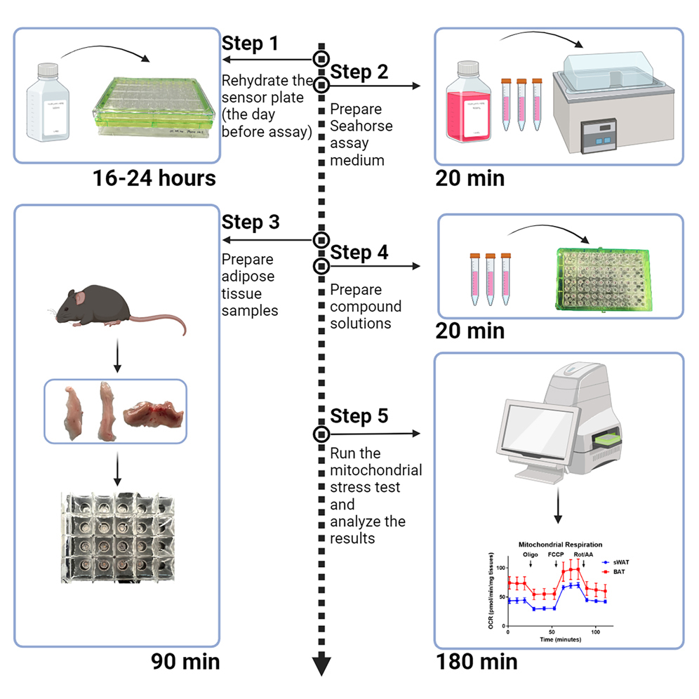 Cell Press: STAR Protocols