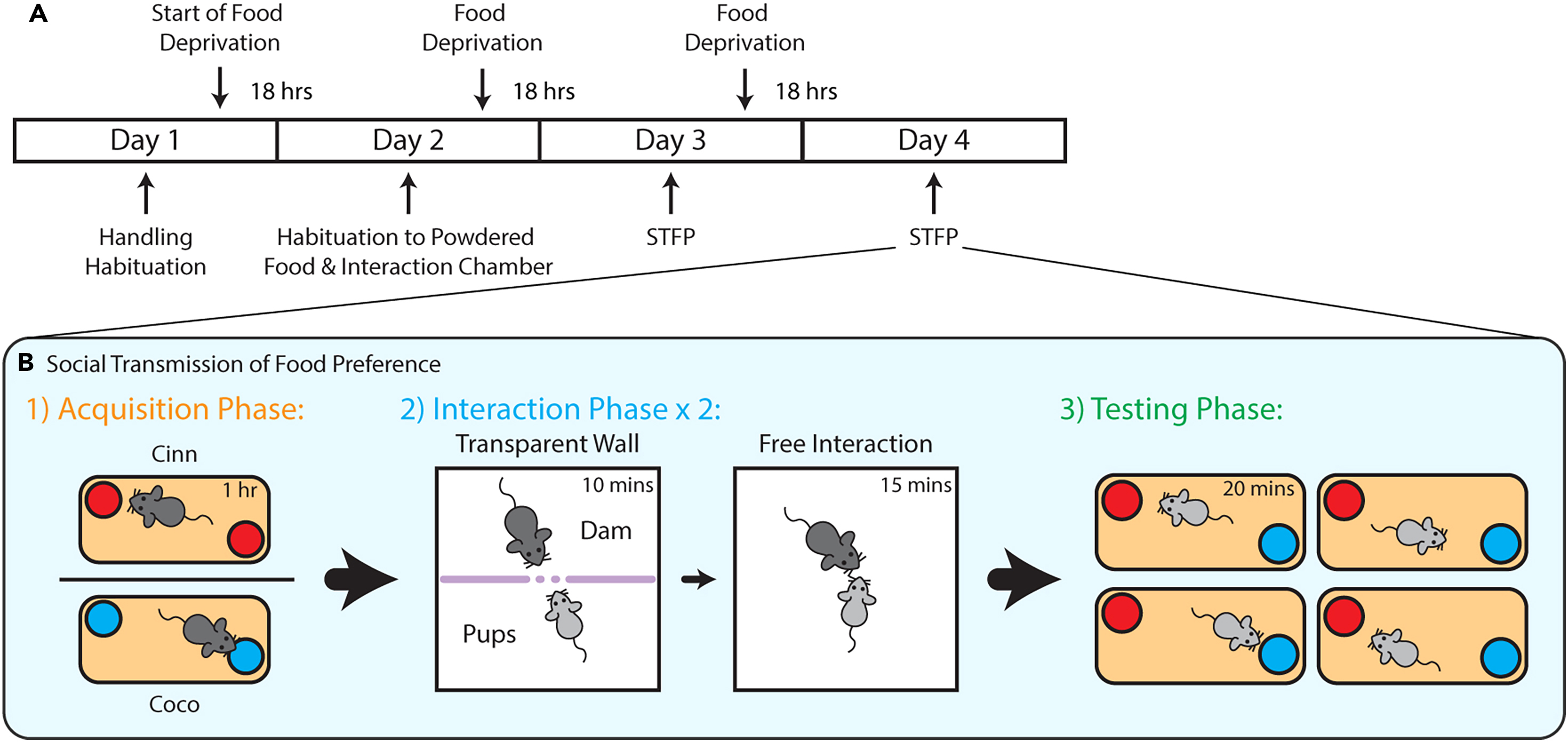 Cell Press: STAR Protocols