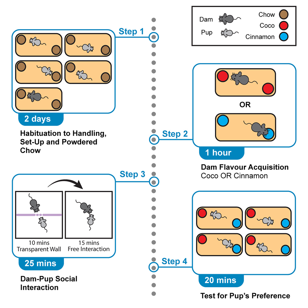 Cell Press: STAR Protocols