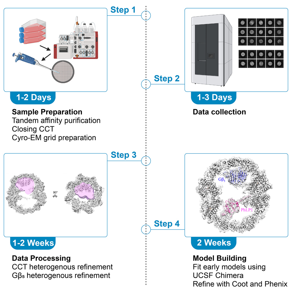 Cell Press: STAR Protocols