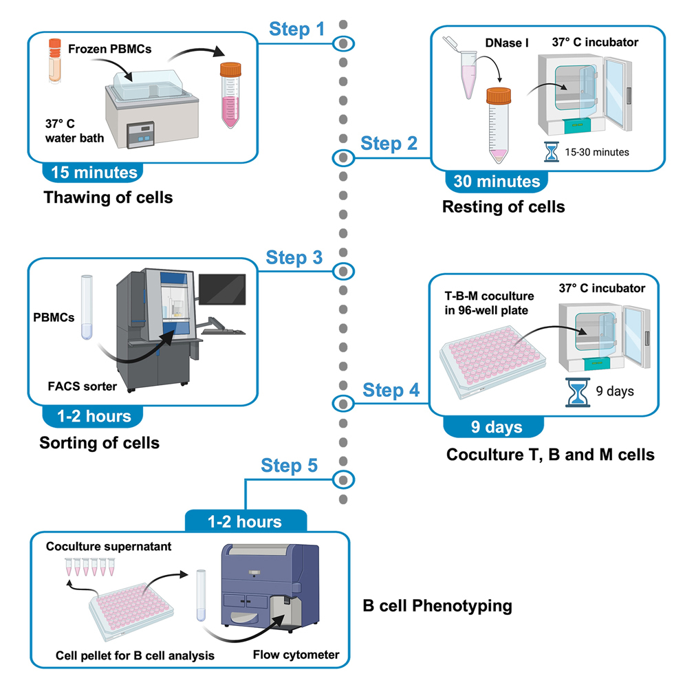 Cell Press: STAR Protocols