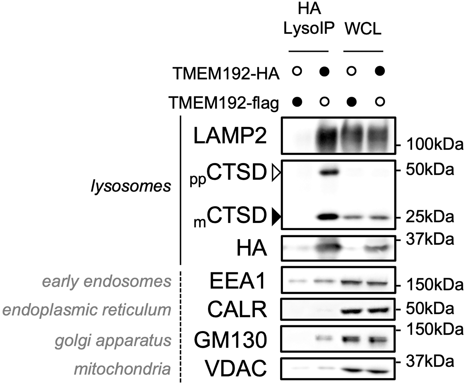 Cell Press: STAR Protocols
