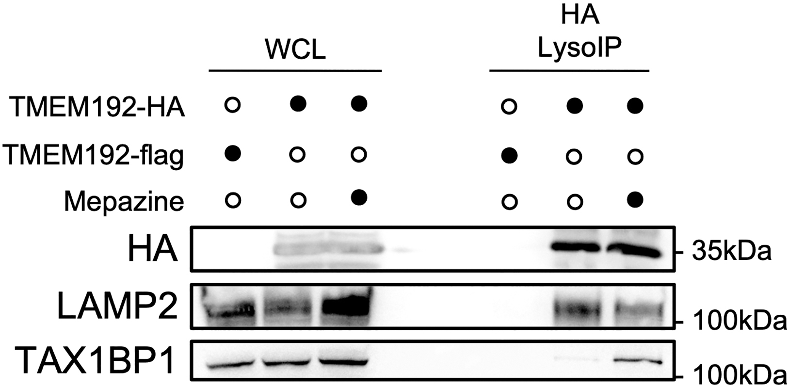 Cell Press: STAR Protocols