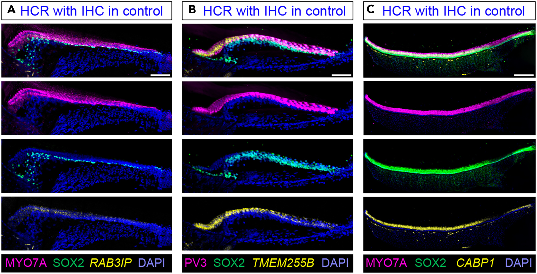 Cell Press: STAR Protocols