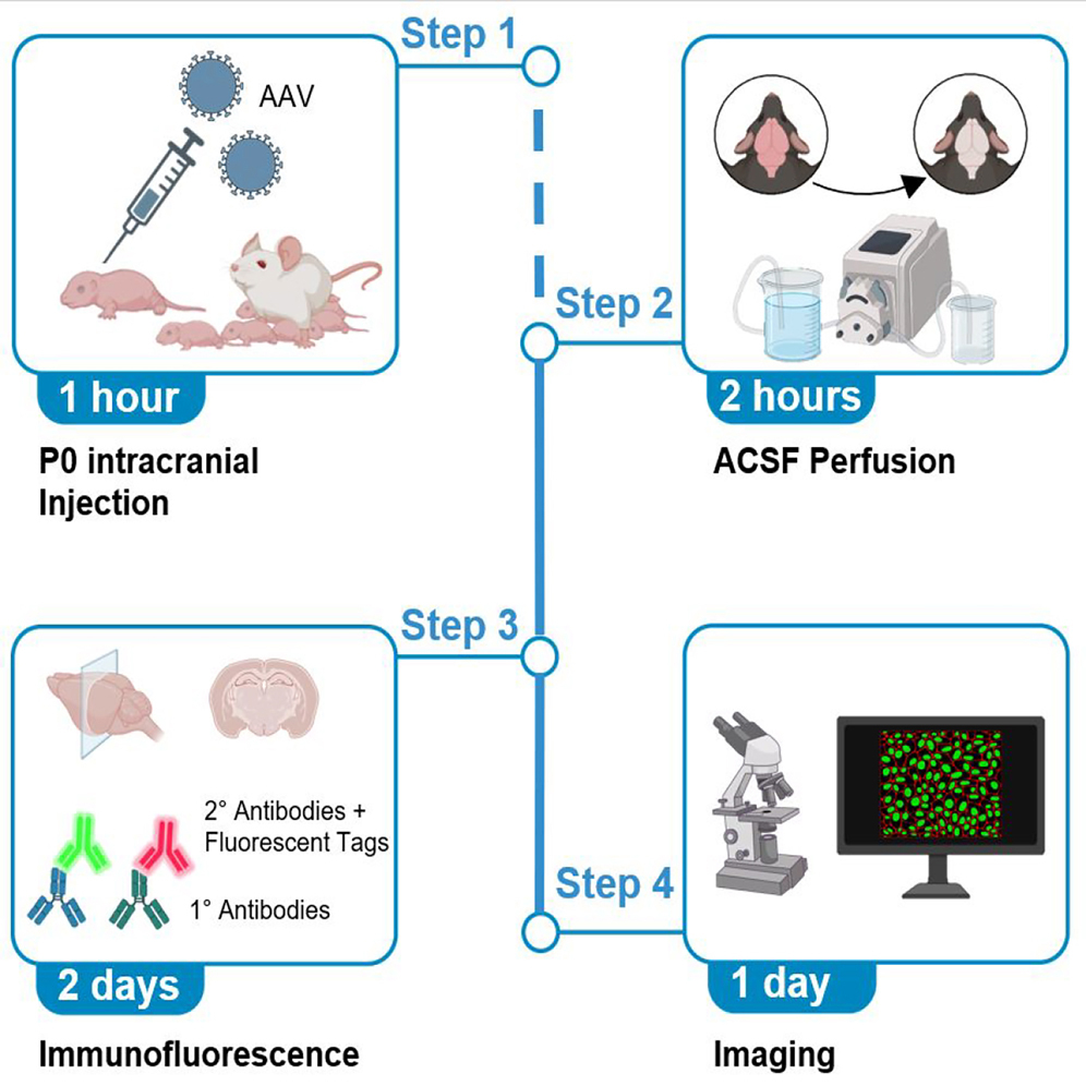 Cell Press: STAR Protocols