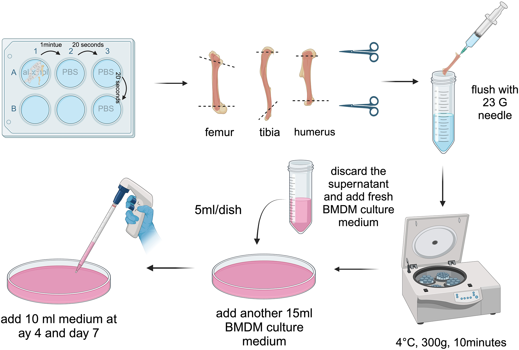 Cell Press: STAR Protocols
