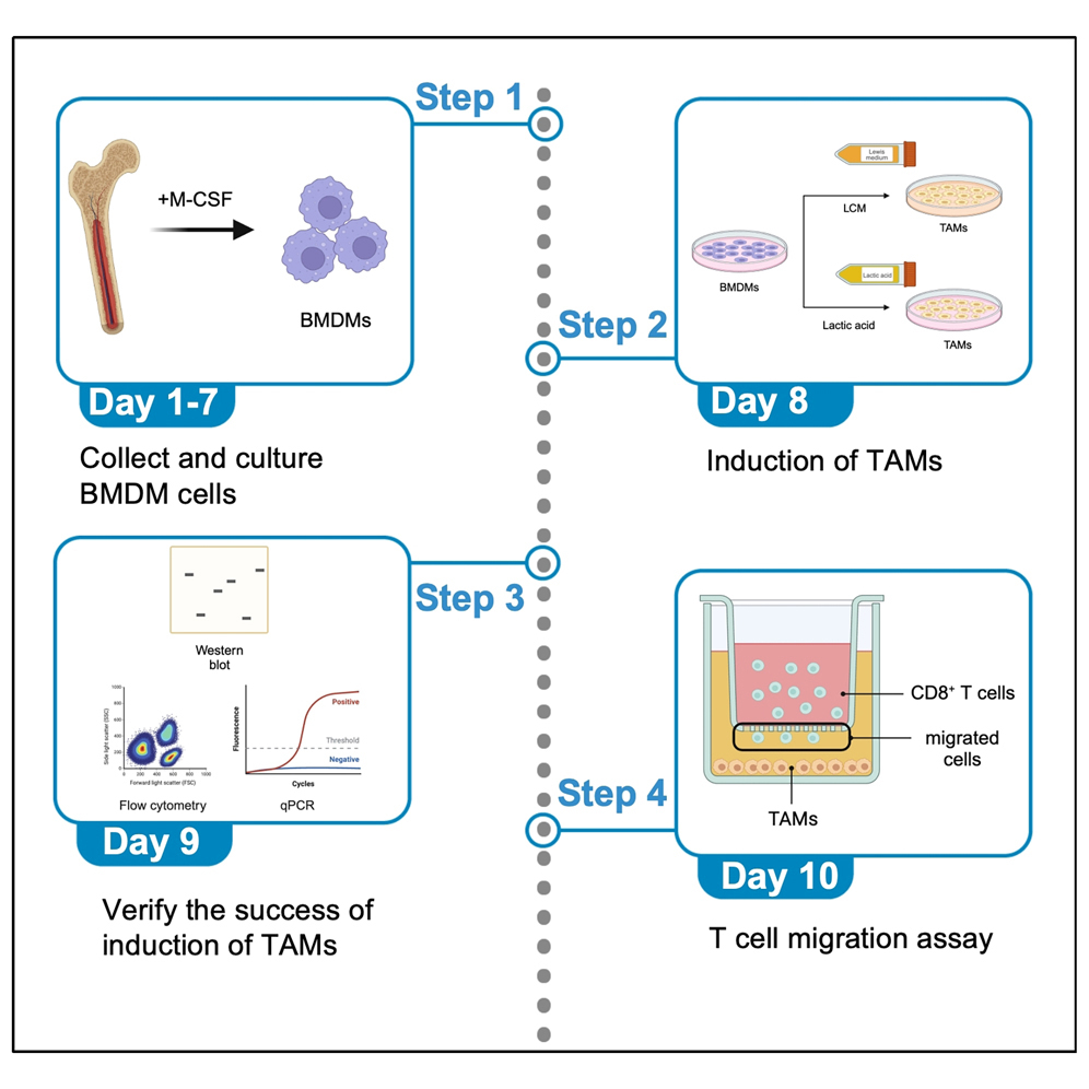 Cell Press: STAR Protocols