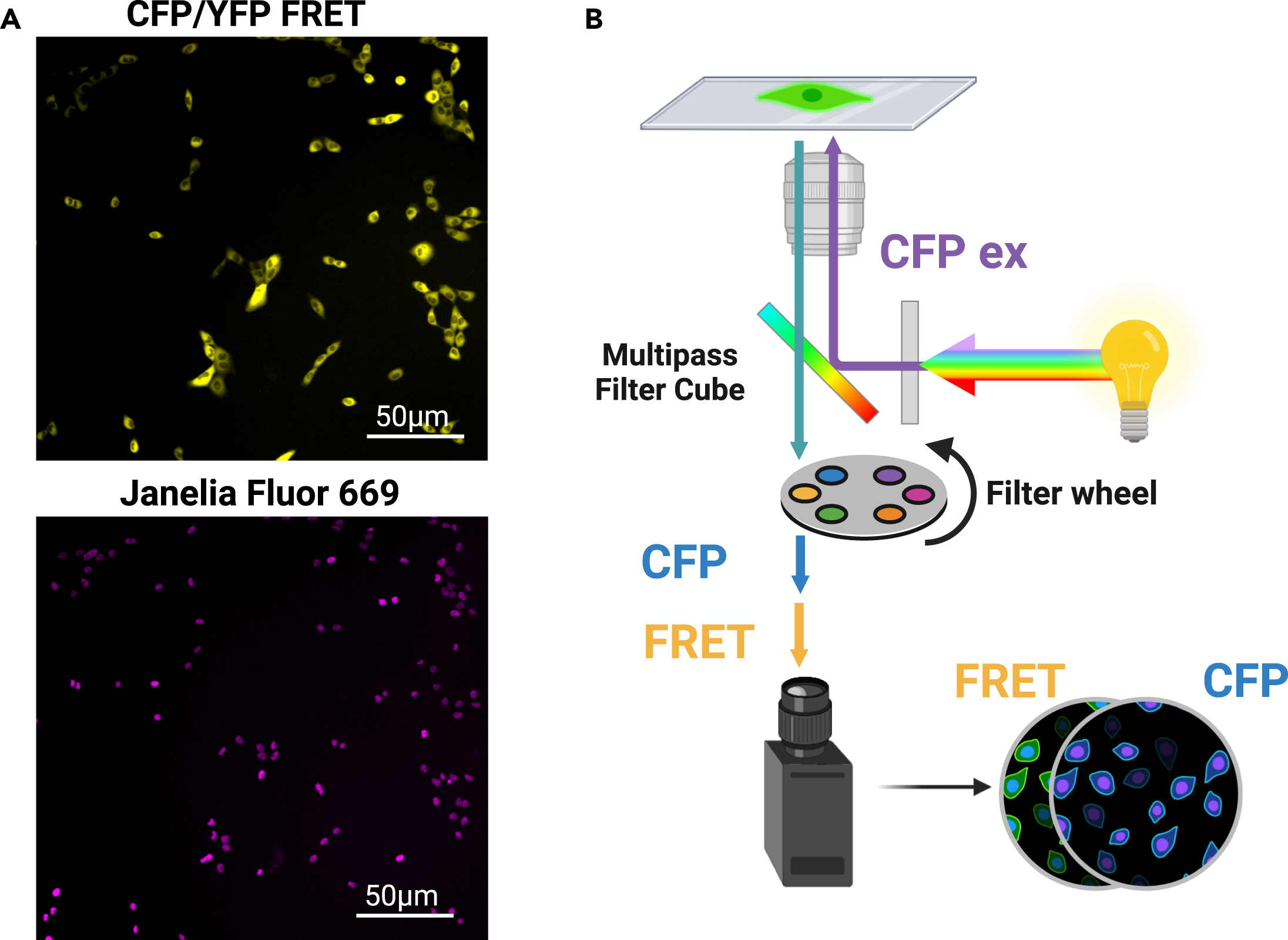 Cell Press: STAR Protocols