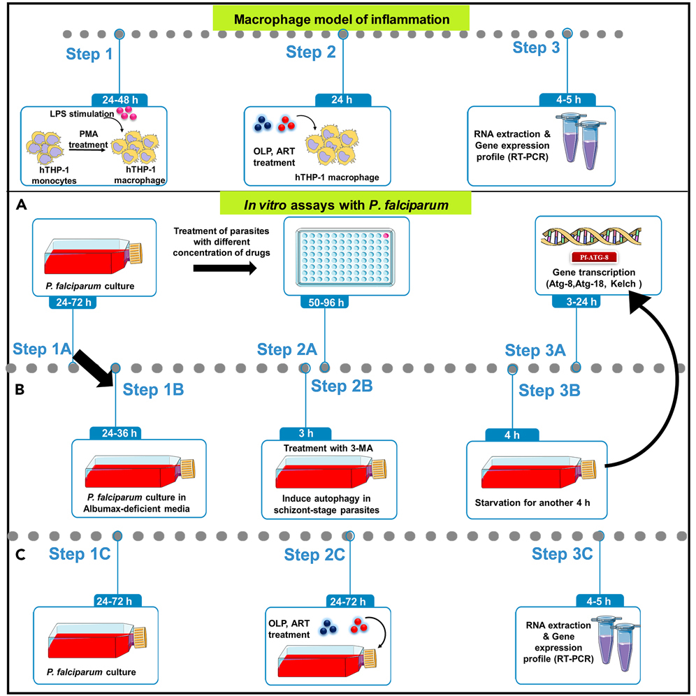 Cell Press: STAR Protocols