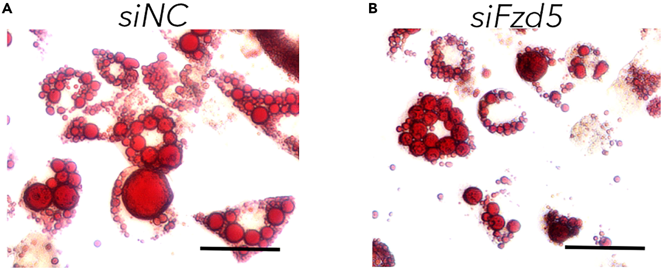 Cell Press: STAR Protocols