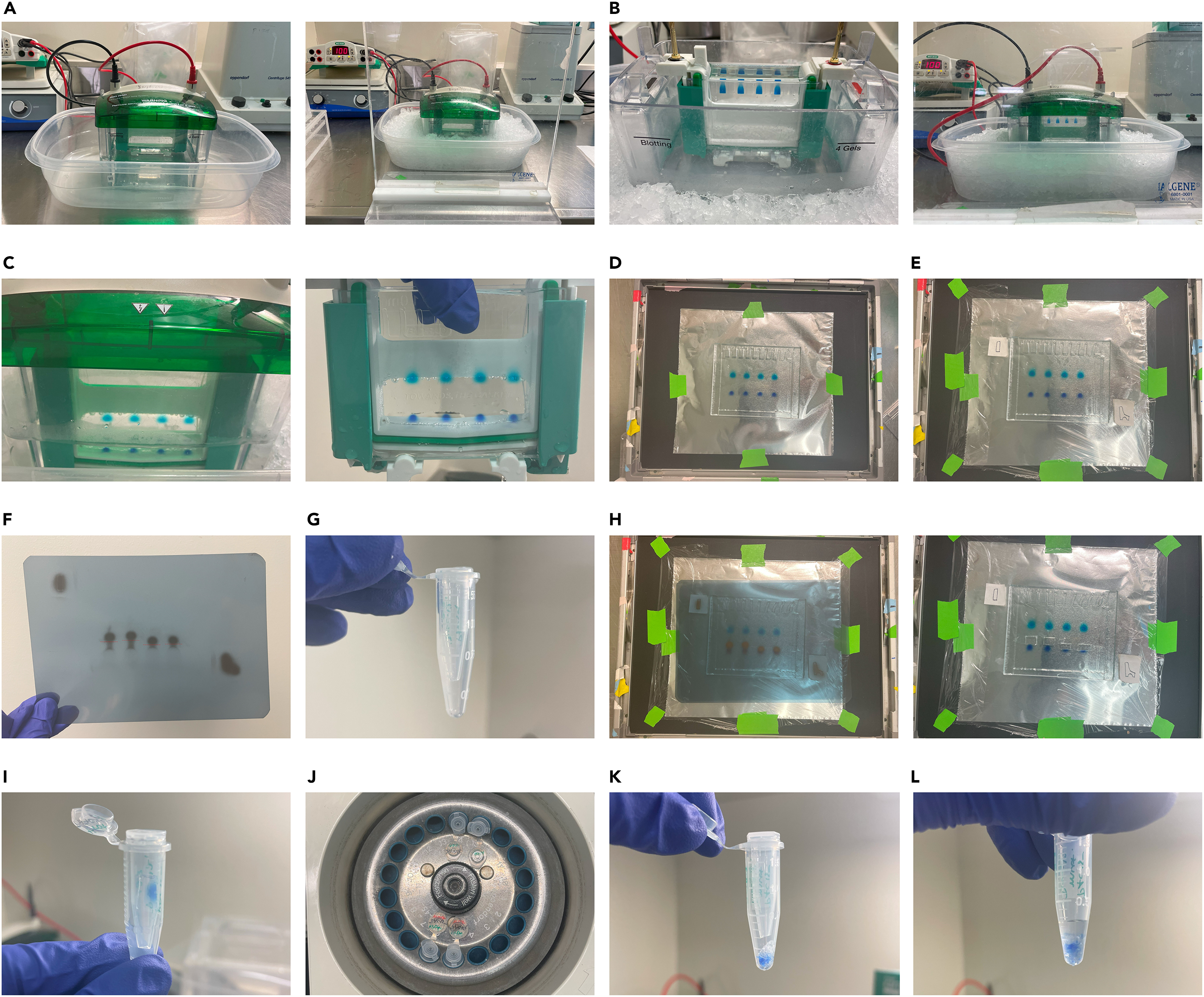 Cell Press: STAR Protocols