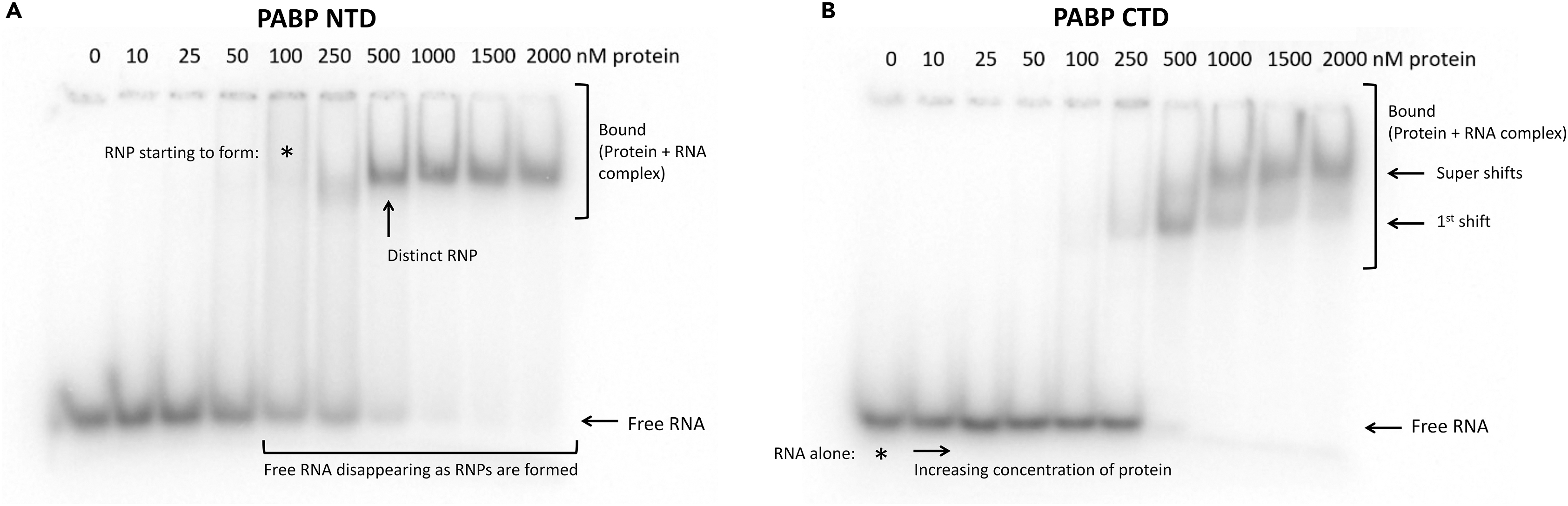 Cell Press: STAR Protocols