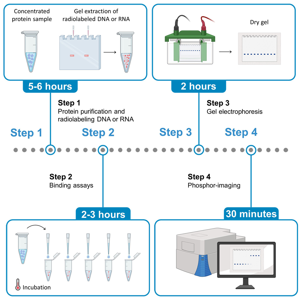 Cell Press: STAR Protocols