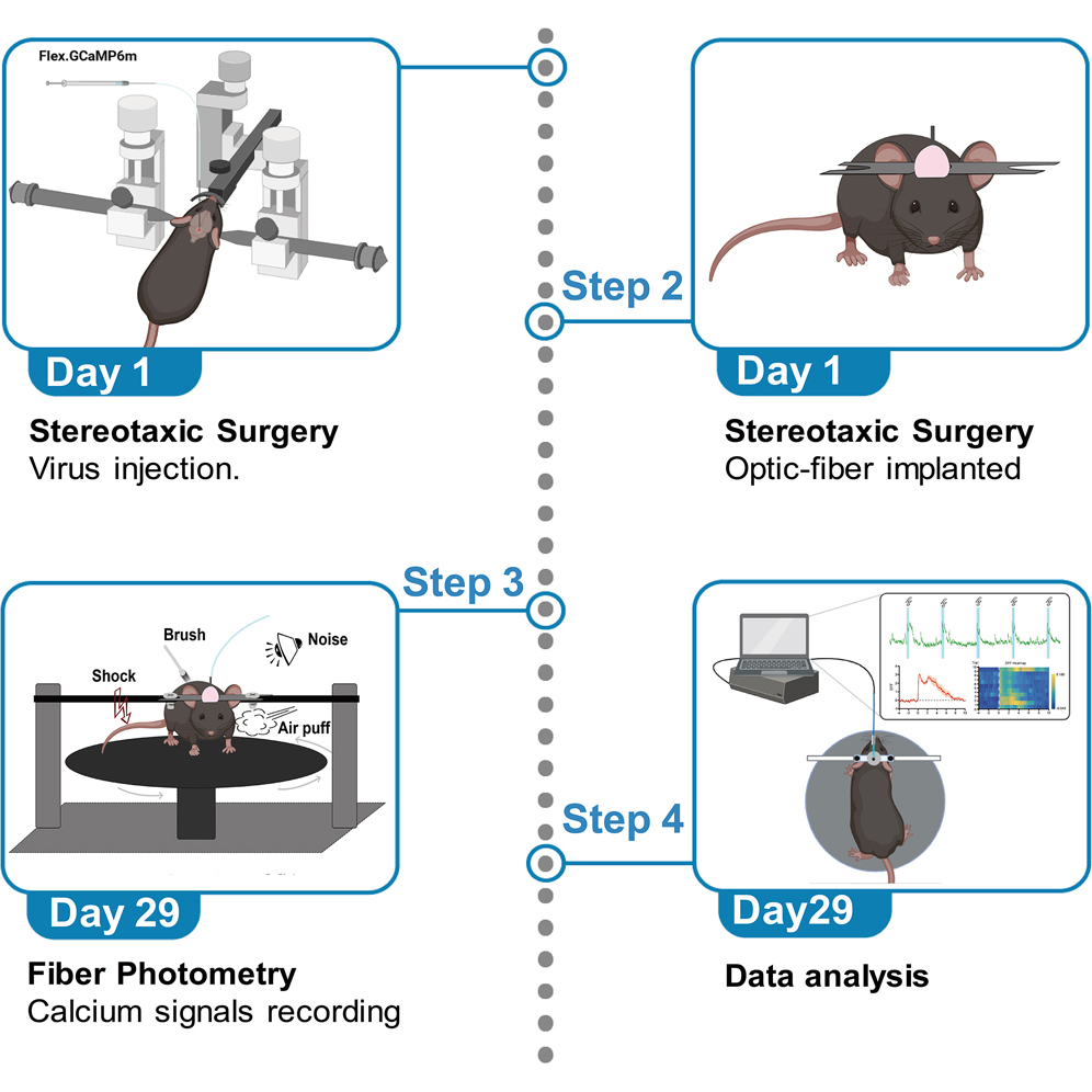 Cell Press: STAR Protocols