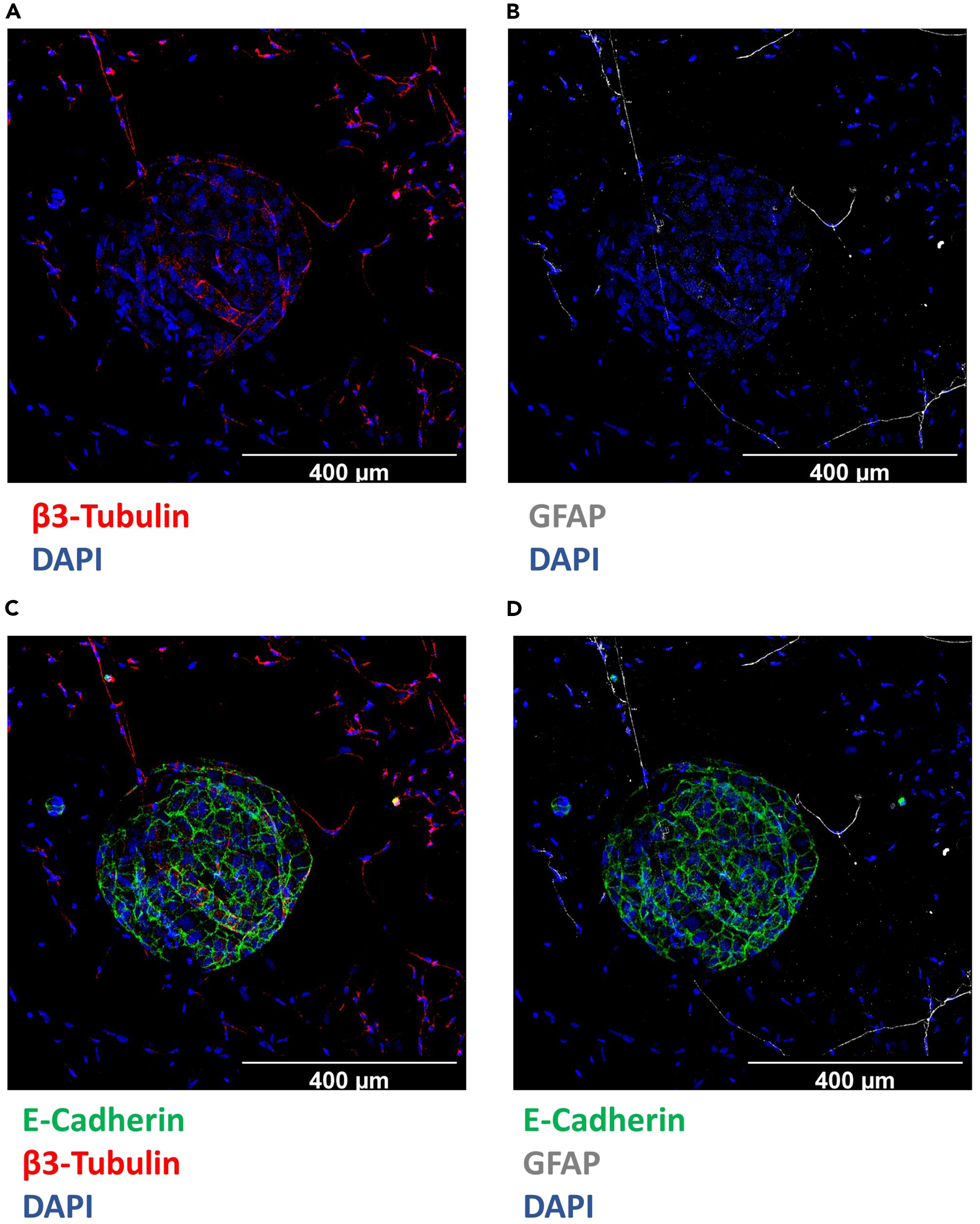Cell Press: STAR Protocols