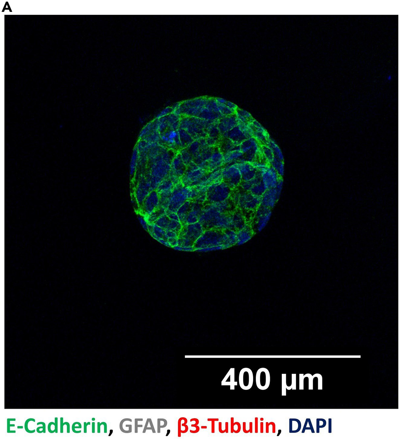Cell Press: STAR Protocols
