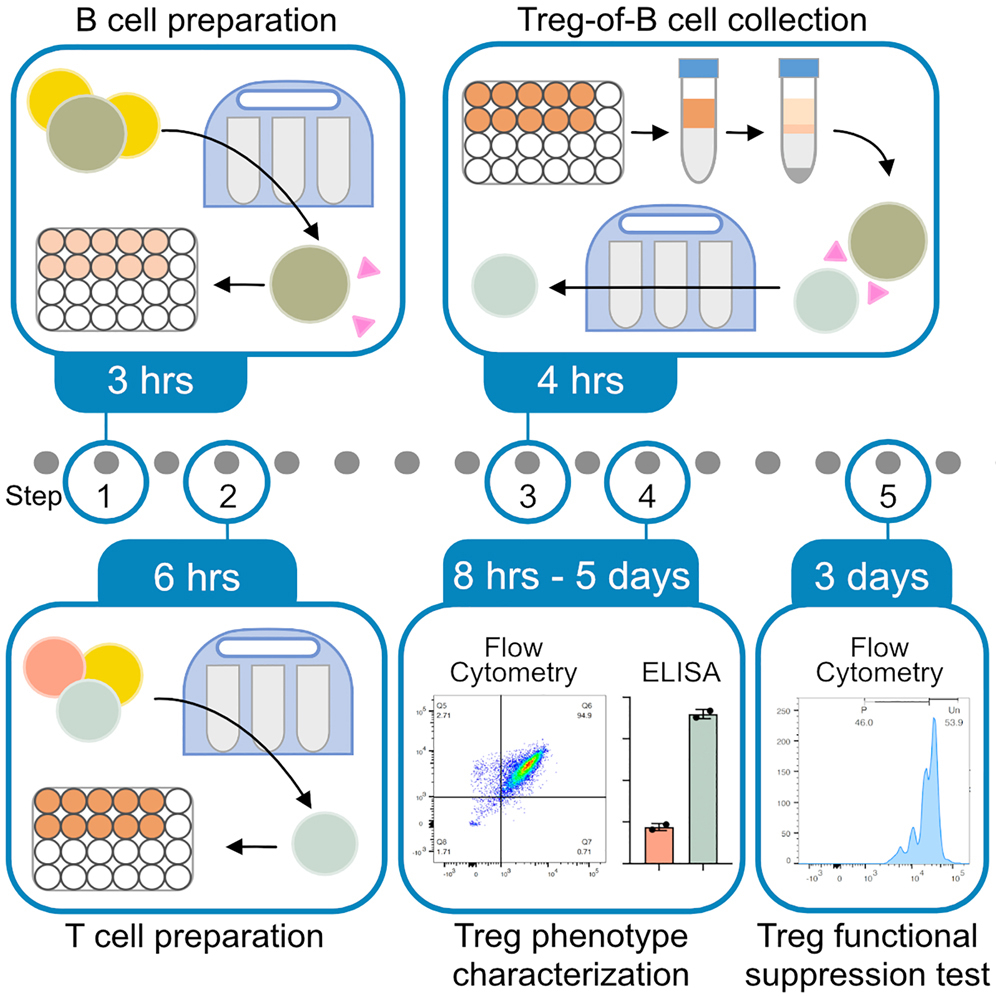 Cell Press: STAR Protocols