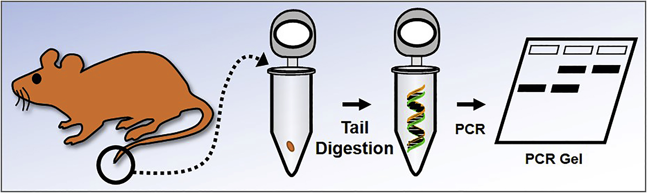 Cell Press: STAR Protocols
