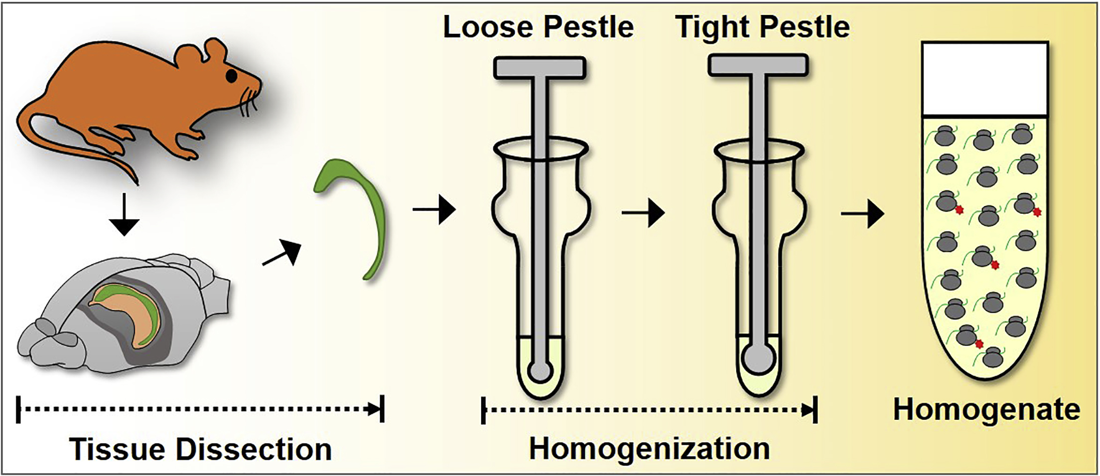 Cell Press: STAR Protocols