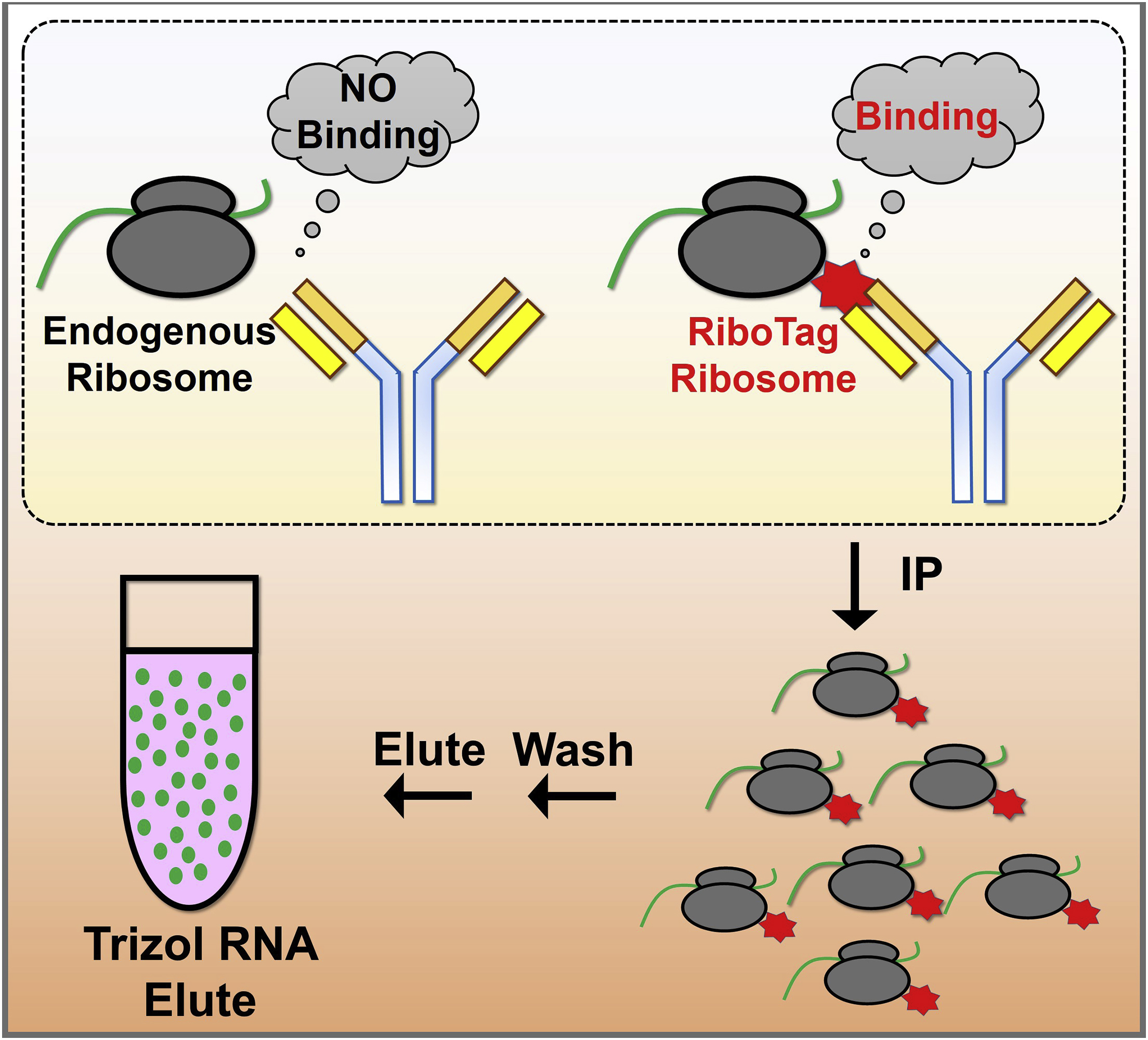 Cell Press: STAR Protocols