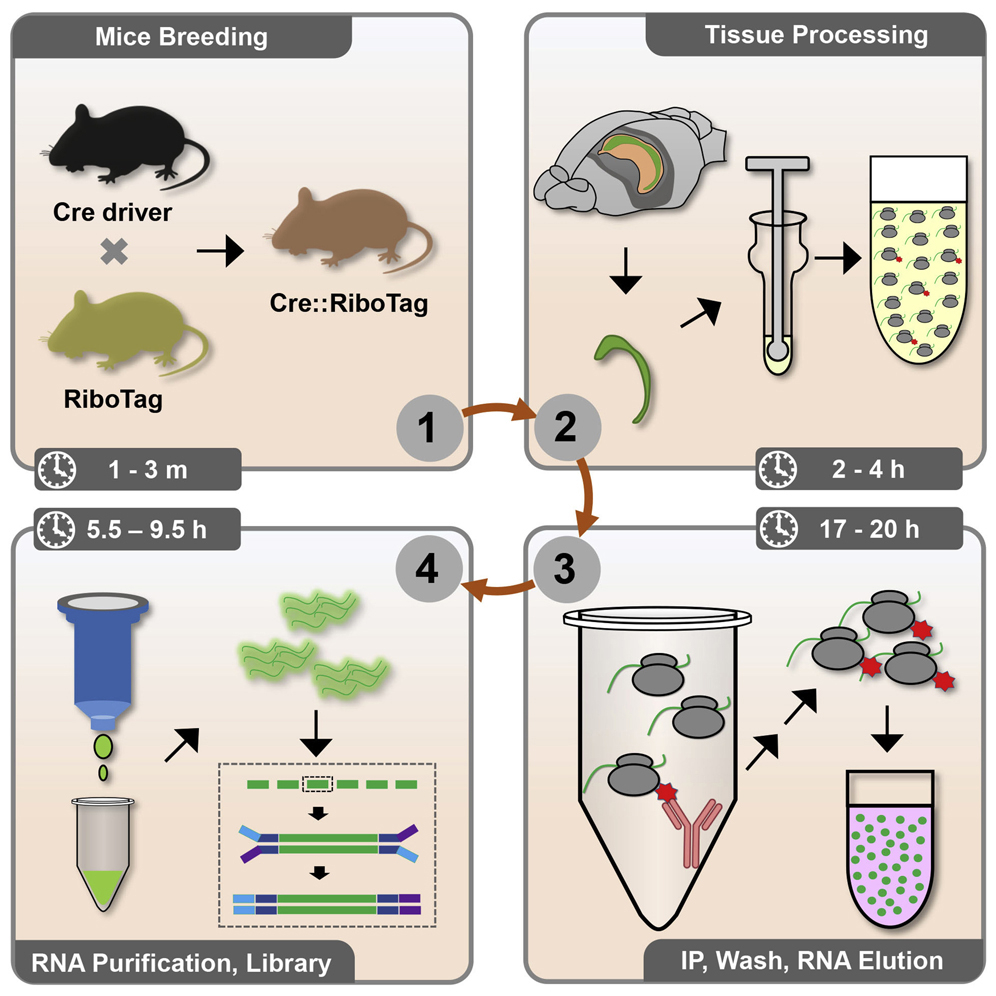 Cell Press: STAR Protocols