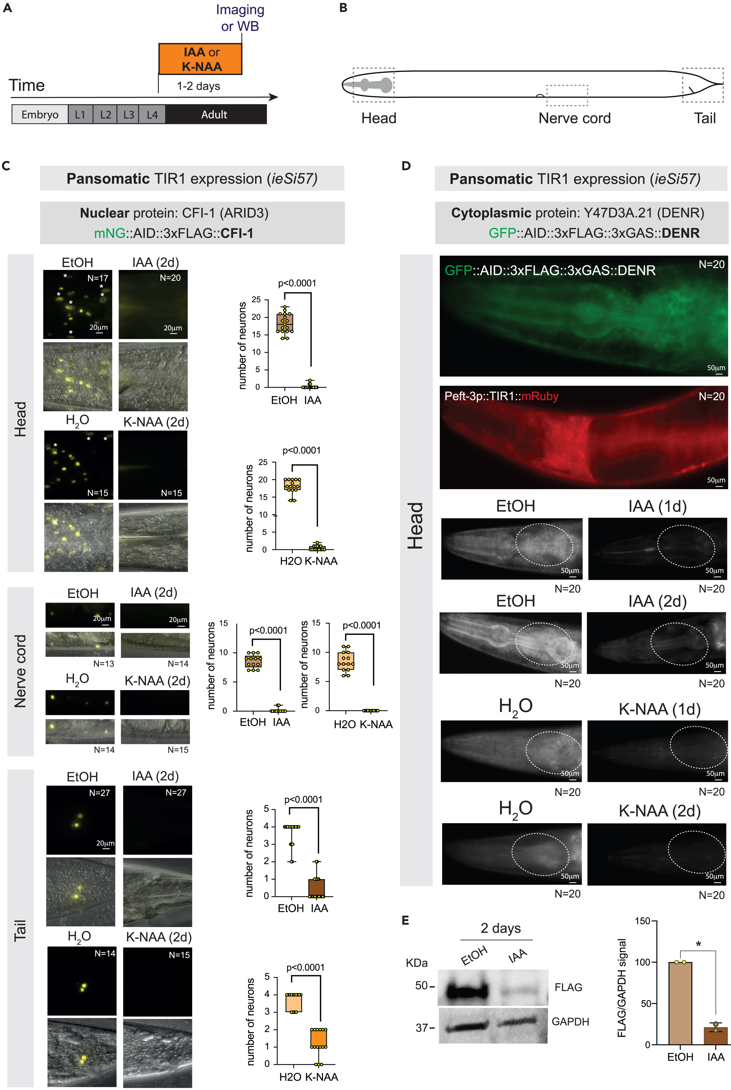 Cell Press: STAR Protocols