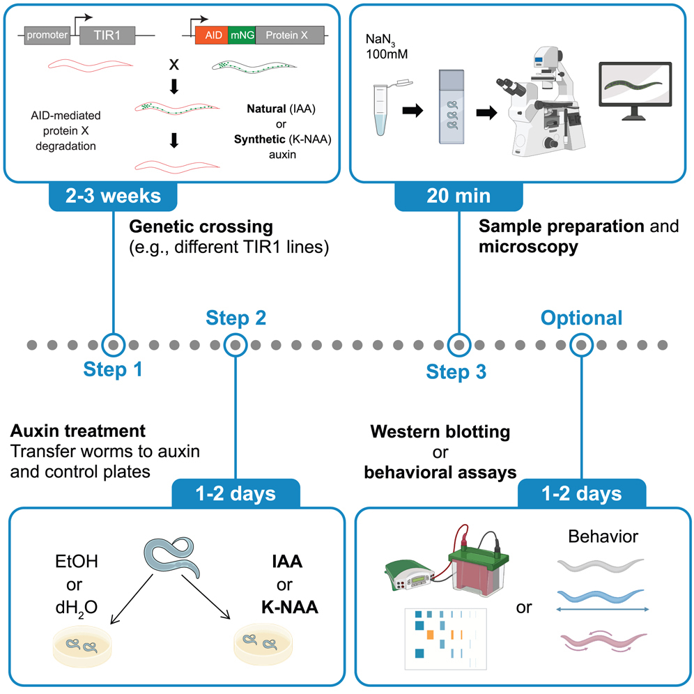 Cell Press: STAR Protocols