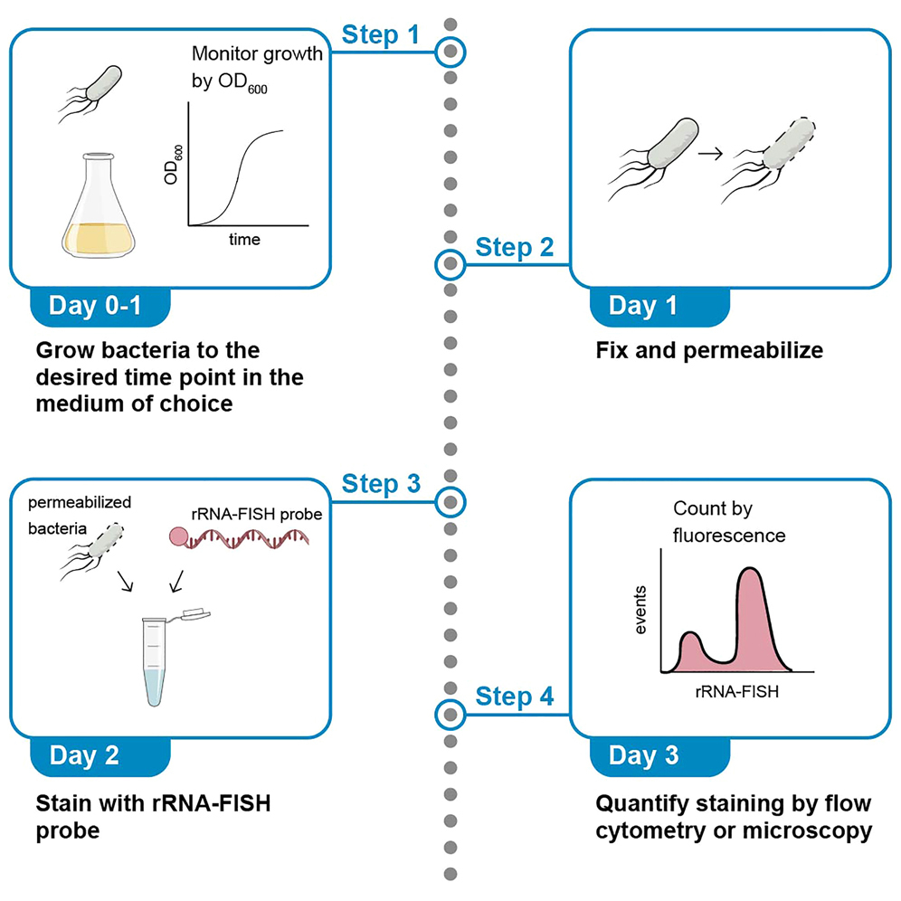 Cell Press: STAR Protocols