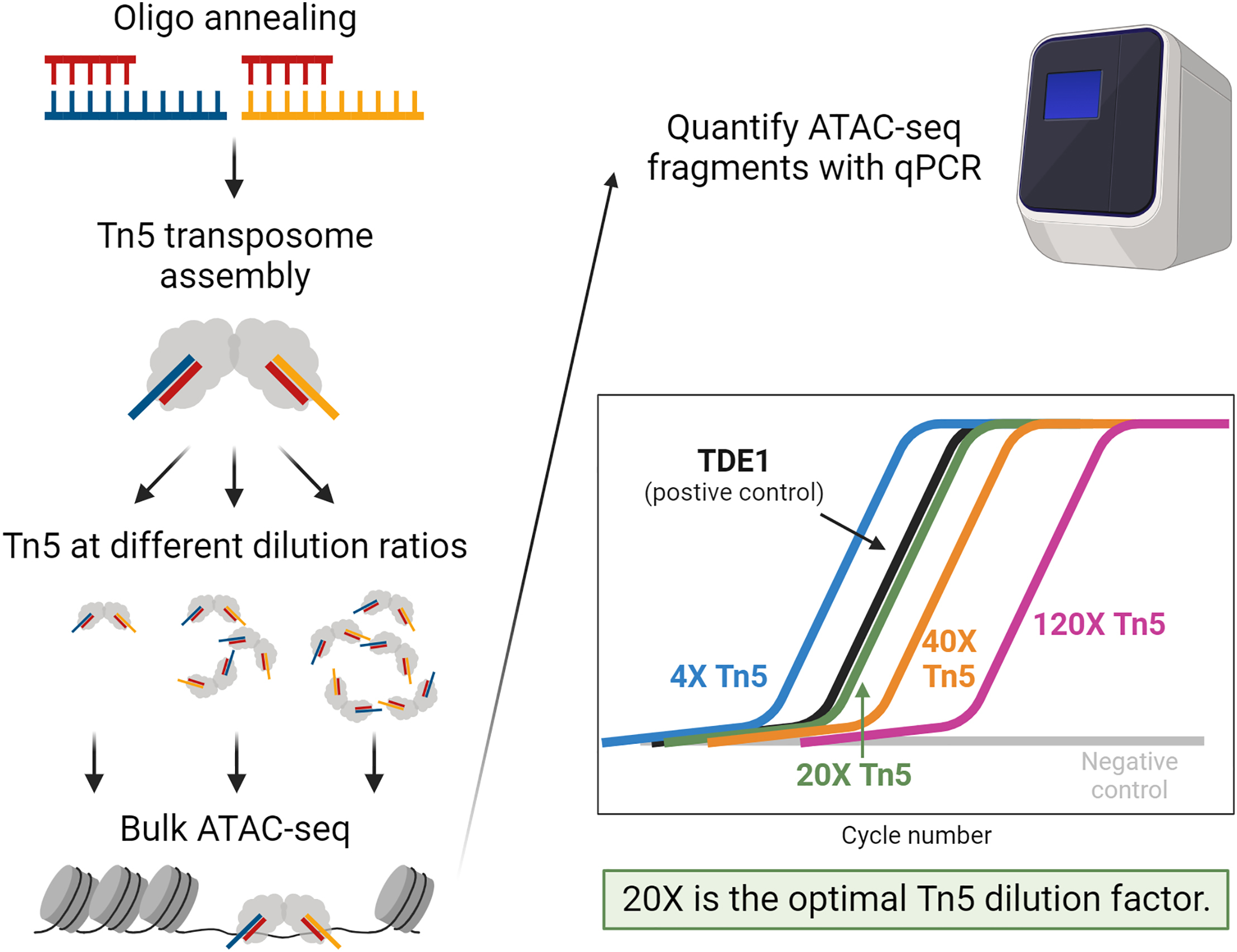 Cell Press: STAR Protocols