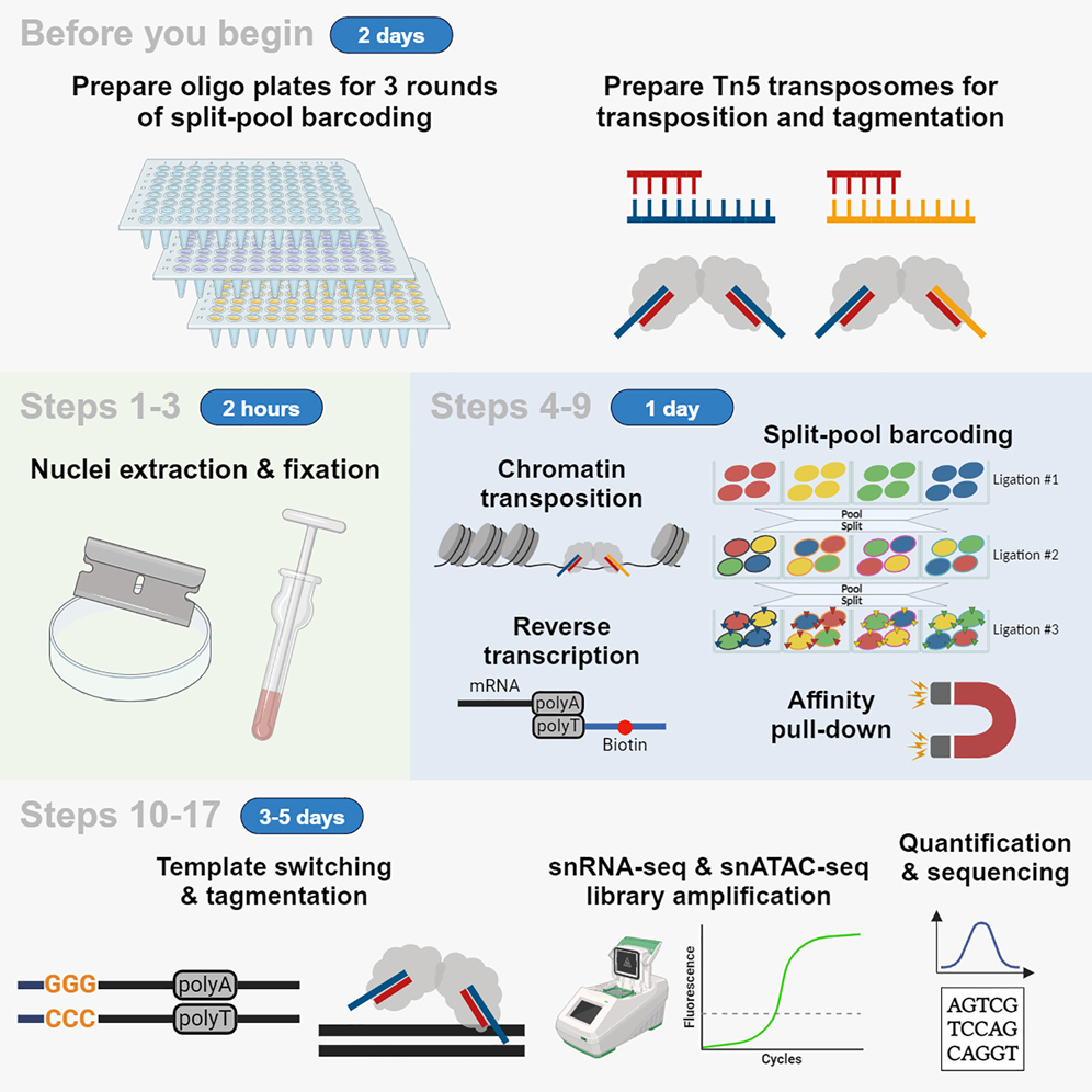 Cell Press: STAR Protocols